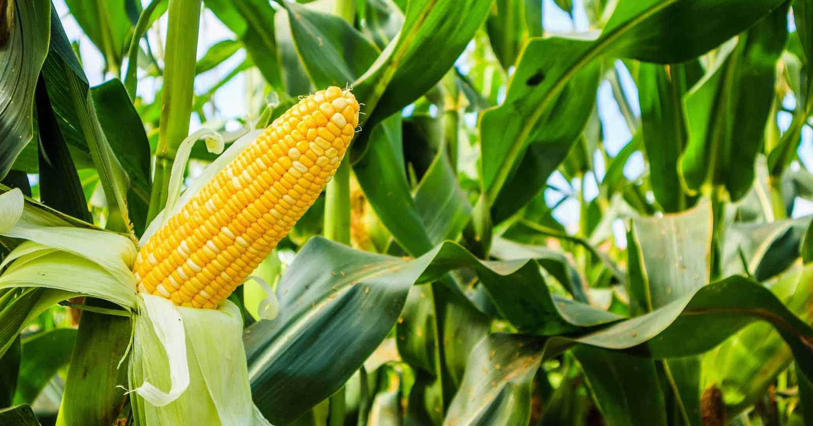 Classification and Morphology of Corn Plants (Zea mays L ...